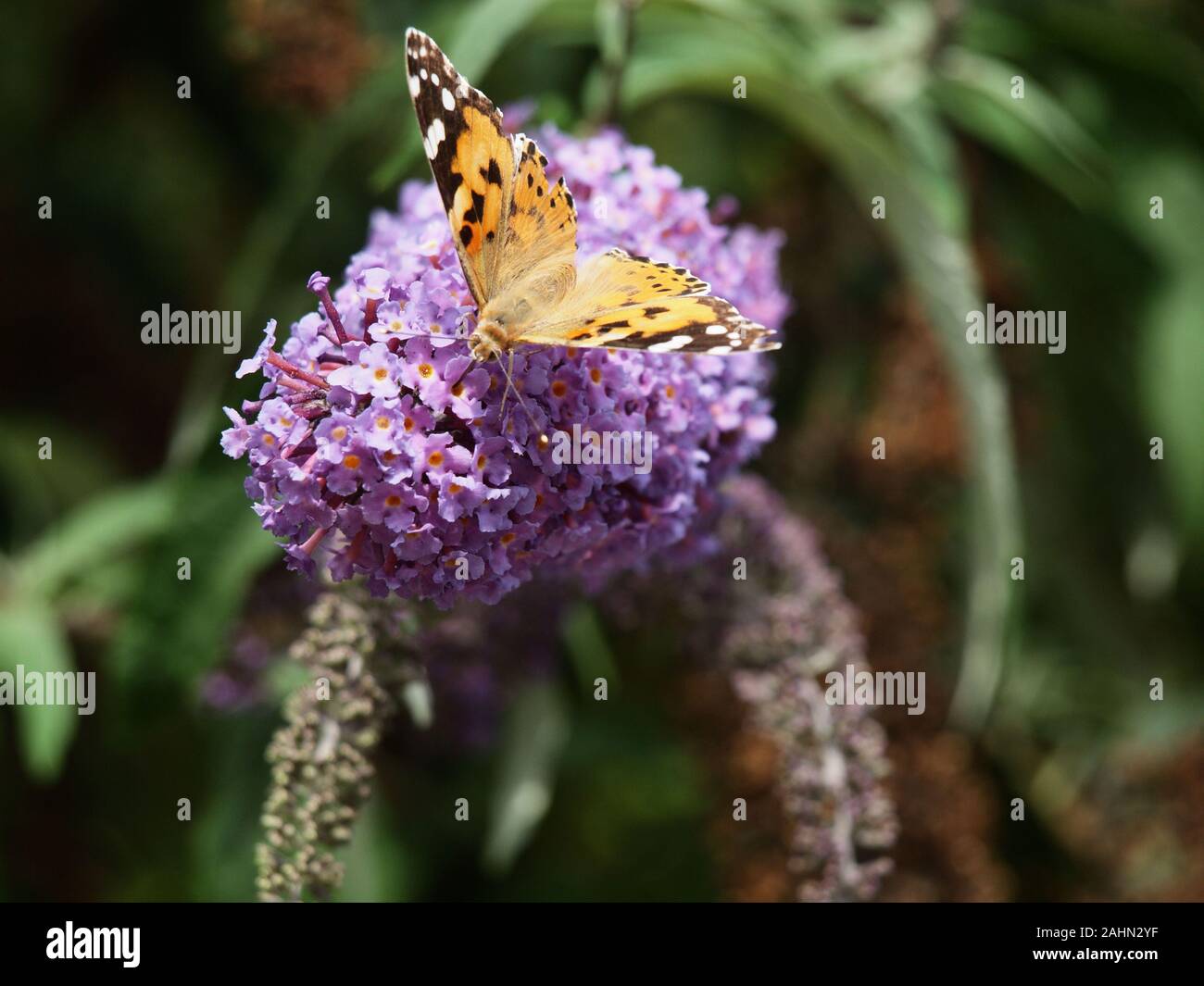 Individuals from a swarm of 'Painted Lady Butterflies' that were ...