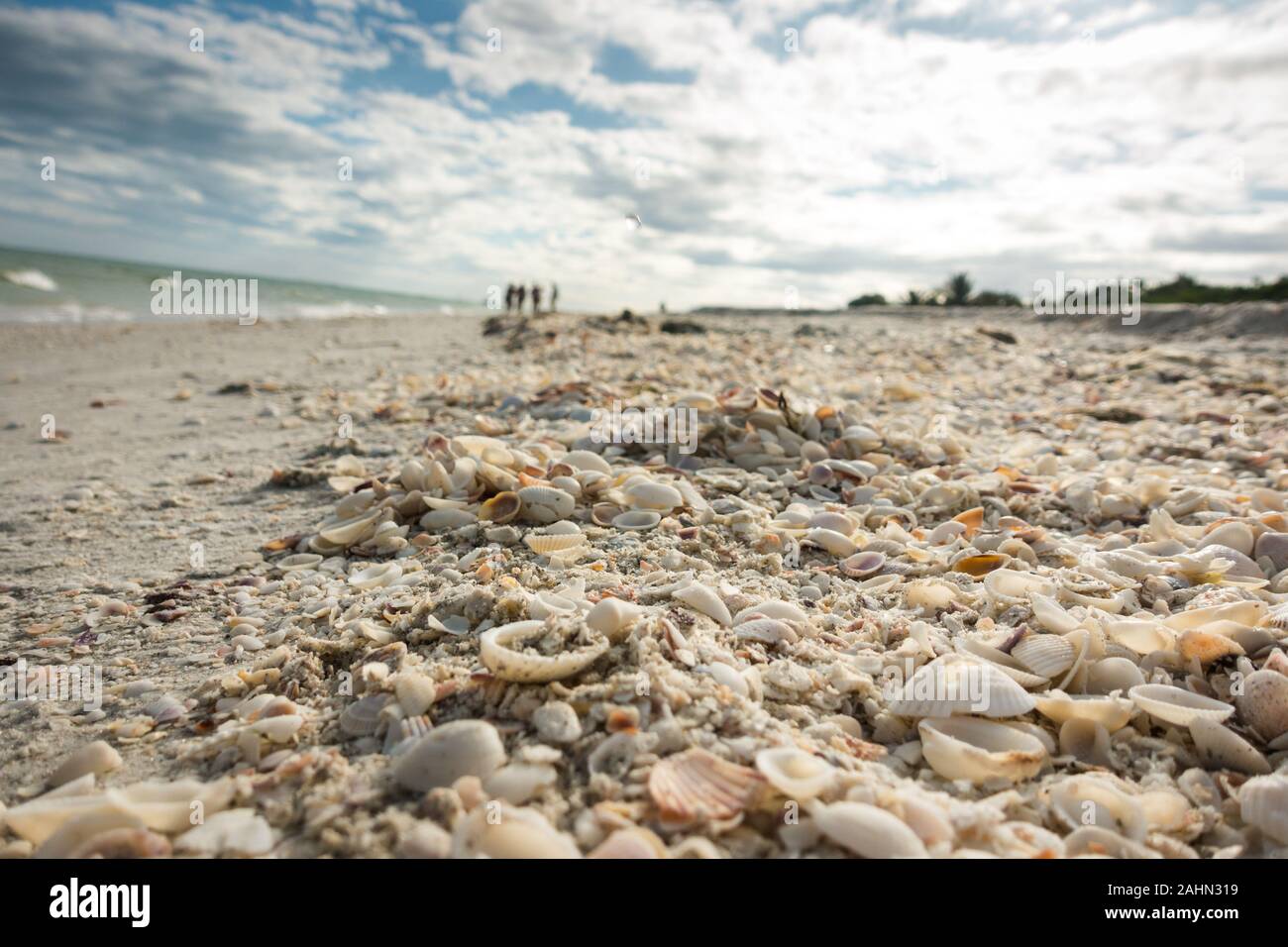 Sanibel island florida and shells hi-res stock photography and images ...