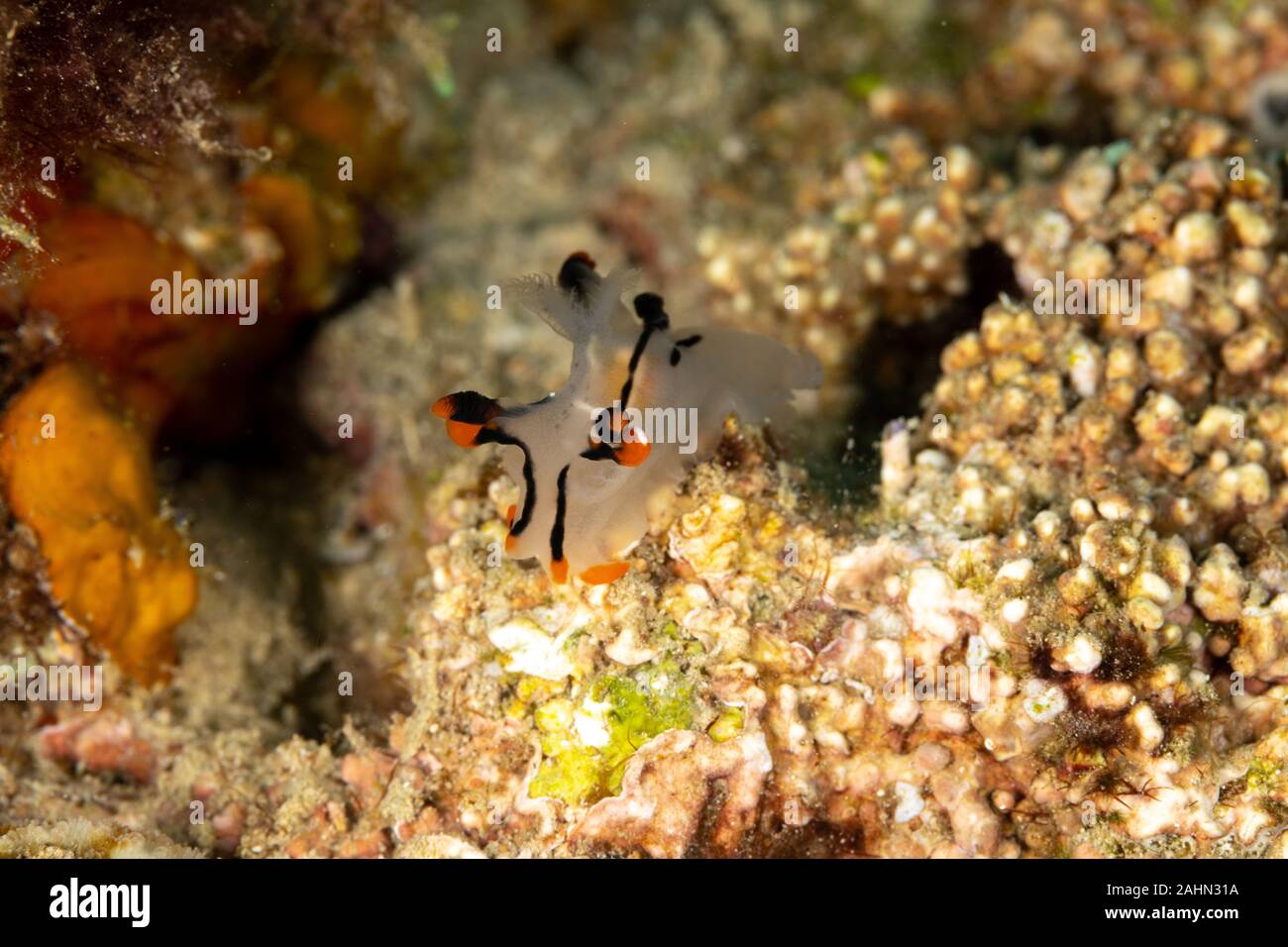Painted Thecacera, Thecacera picta is a species of sea slug, a ...