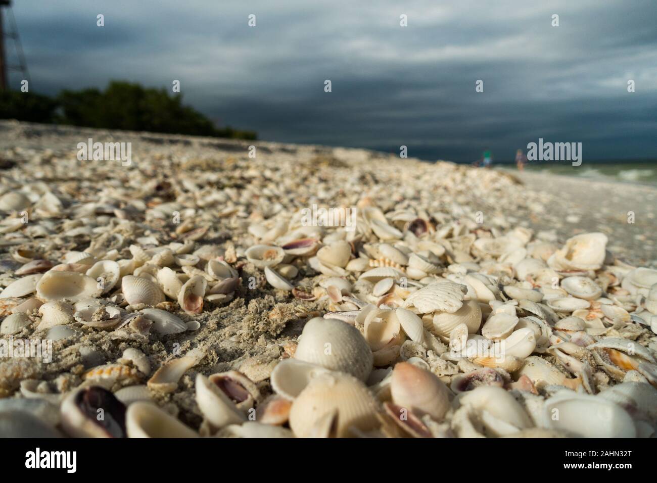 Sanibel island florida and shells hi-res stock photography and images ...