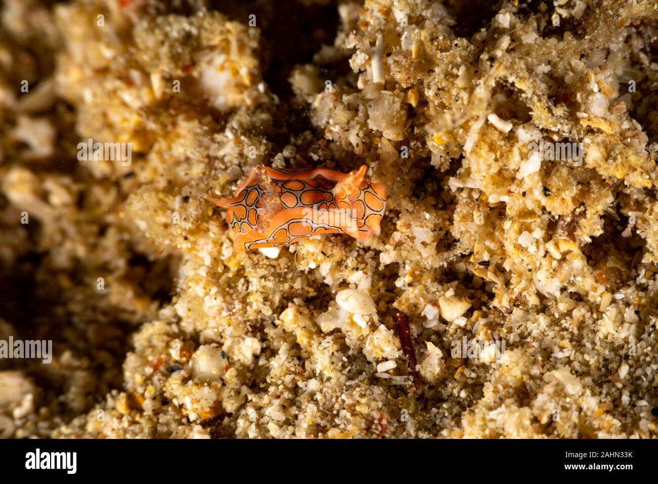 Psychedelic Batwing Slug, Sagaminopteron psychedelicum, Headshield ...