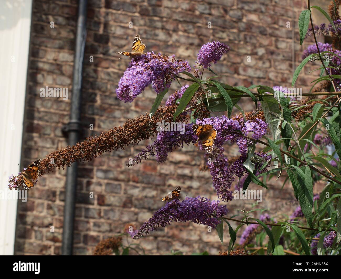 Individual 'Painted Lady Butterflies' that were migrating north over ...