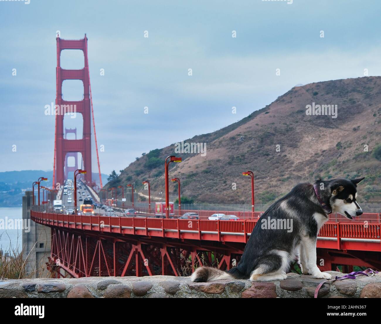 Dog by Golden Gate Bridge Stock Photo - Alamy