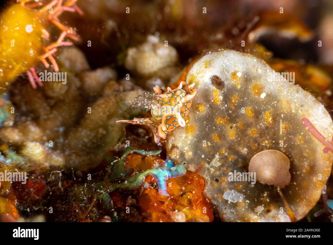 Psychedelic Batwing Slug, Sagaminopteron psychedelicum, Headshield ...