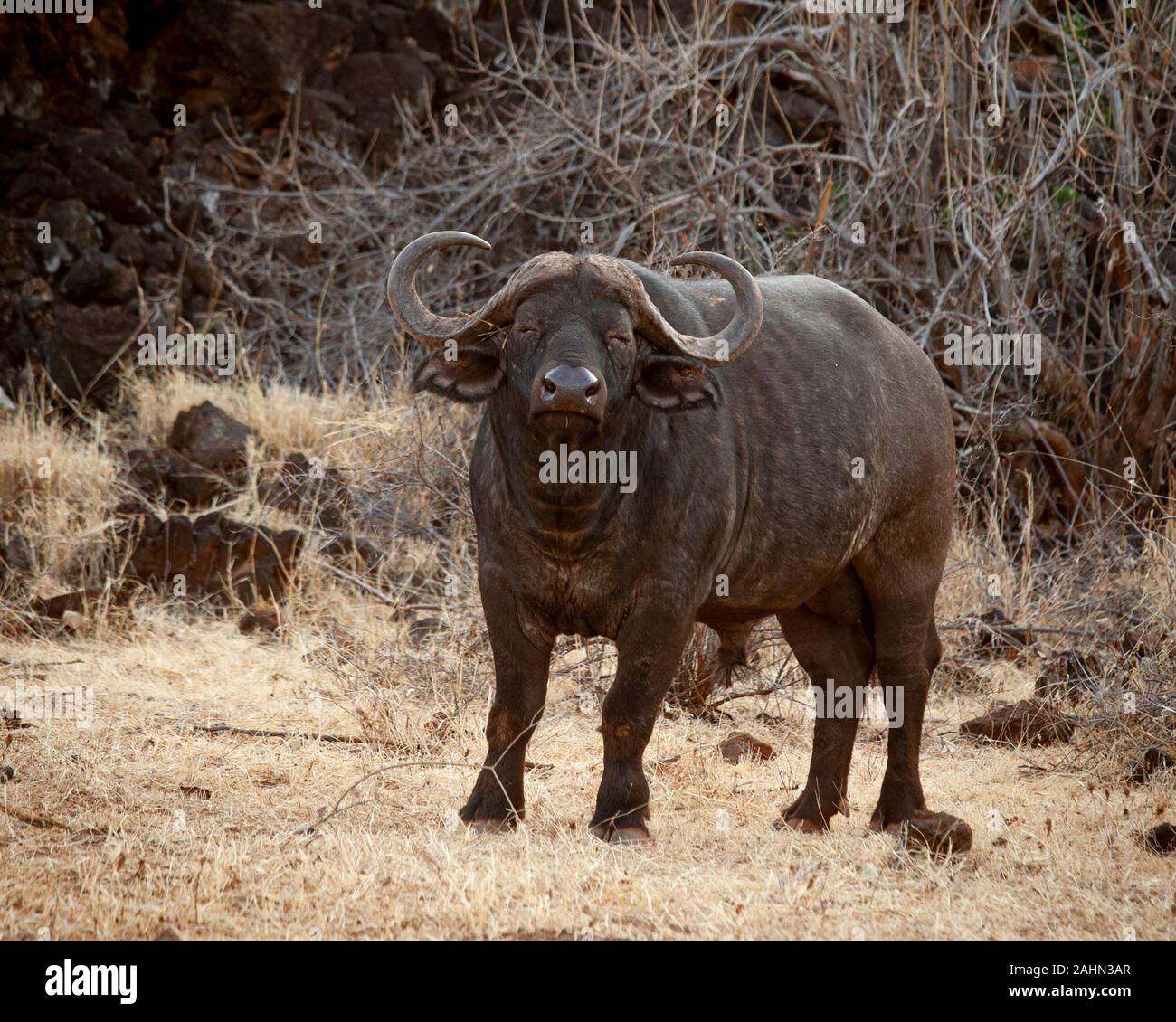Buffalo Kenya Tsavo West Stock Photo - Alamy