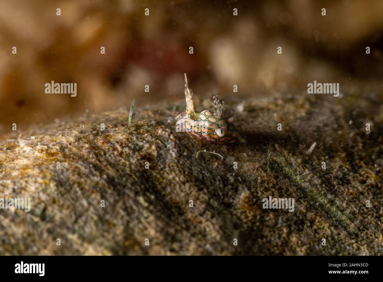 Psychedelic Batwing Slug, Sagaminopteron psychedelicum, Headshield ...