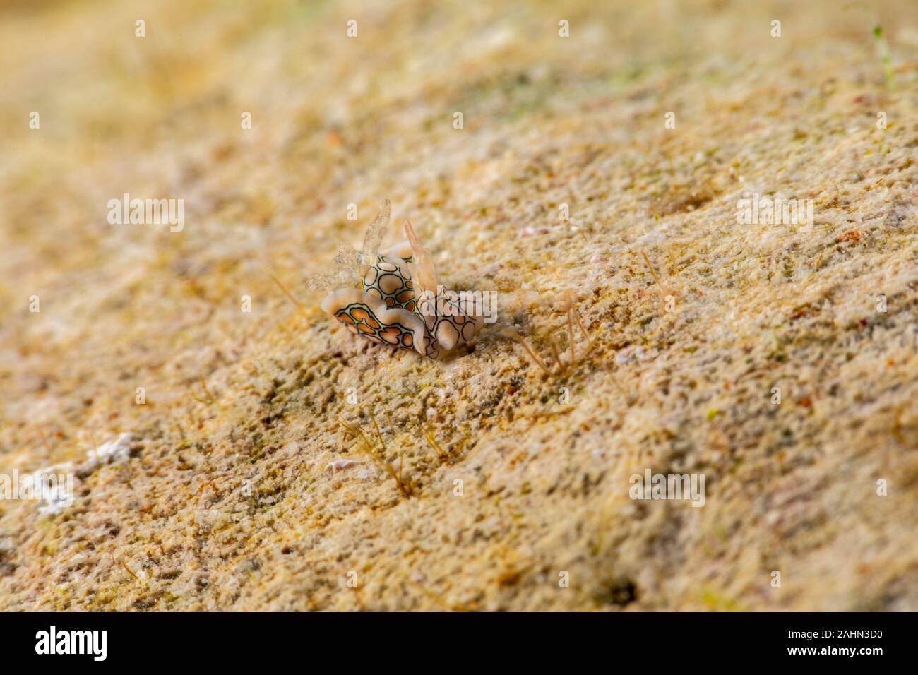 Psychedelic Batwing Slug, Sagaminopteron psychedelicum, Headshield ...