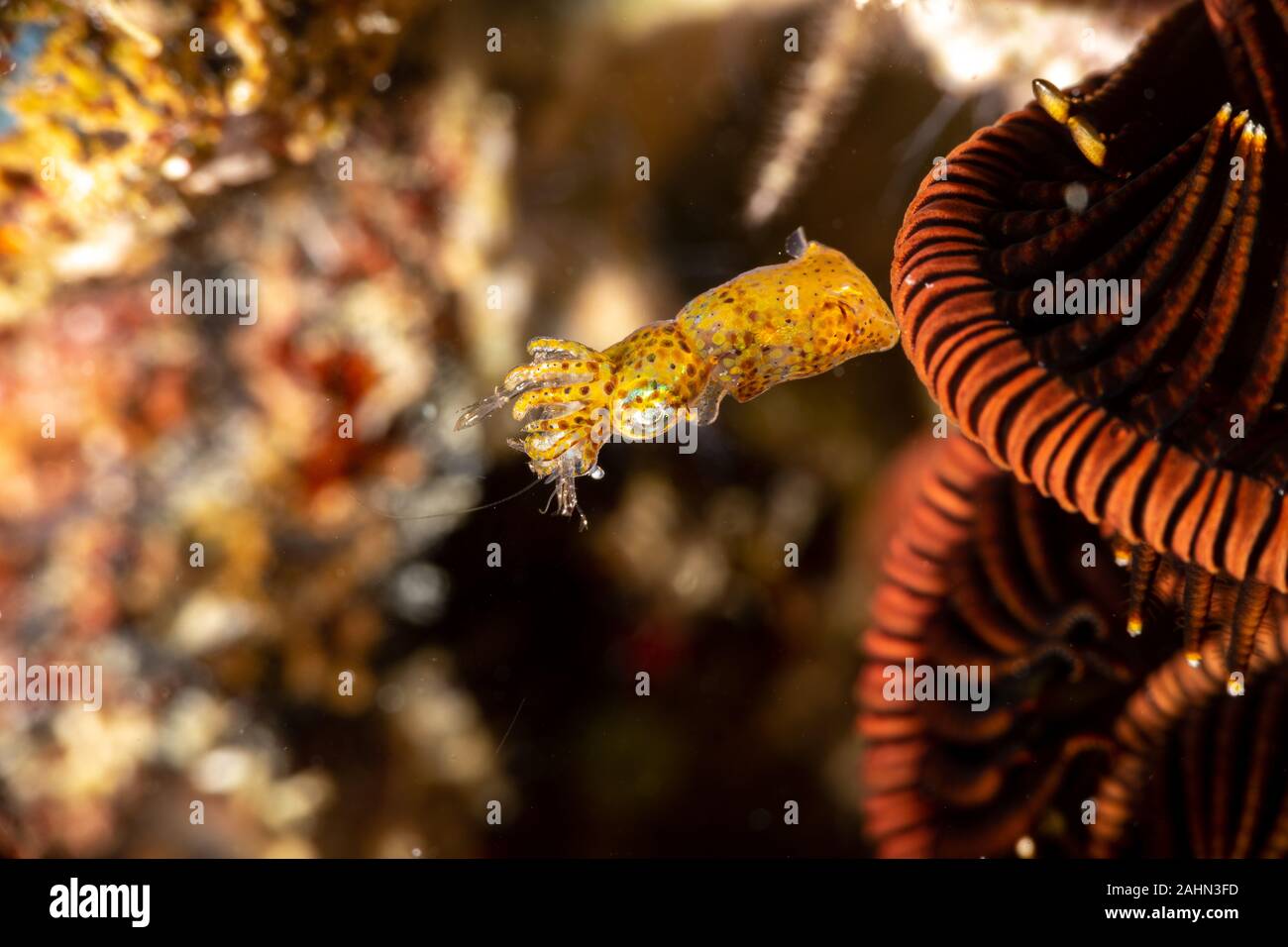 Two tone pygmy squid hi-res stock photography and images - Alamy