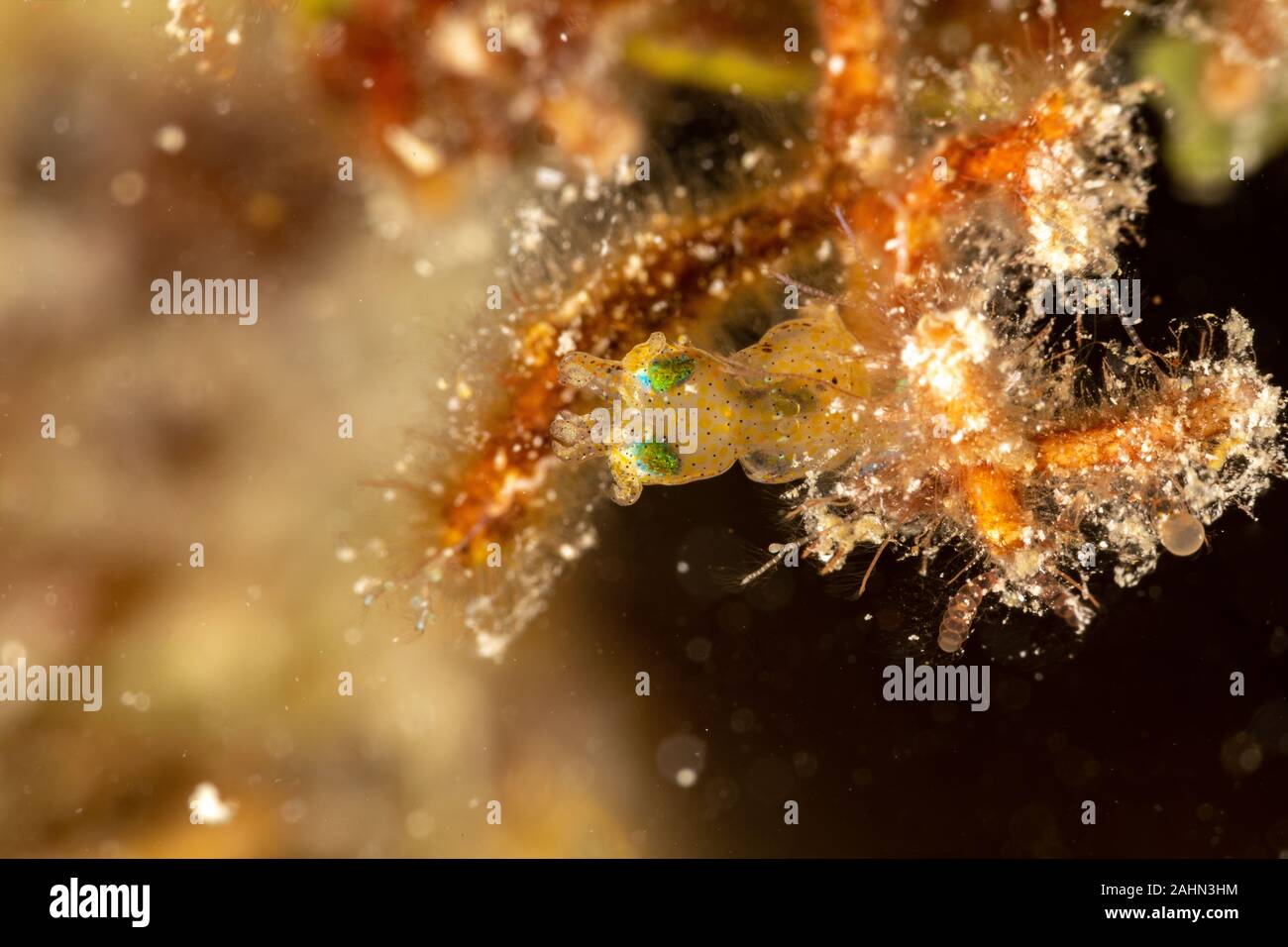 Two tone pygmy squid hi-res stock photography and images - Alamy