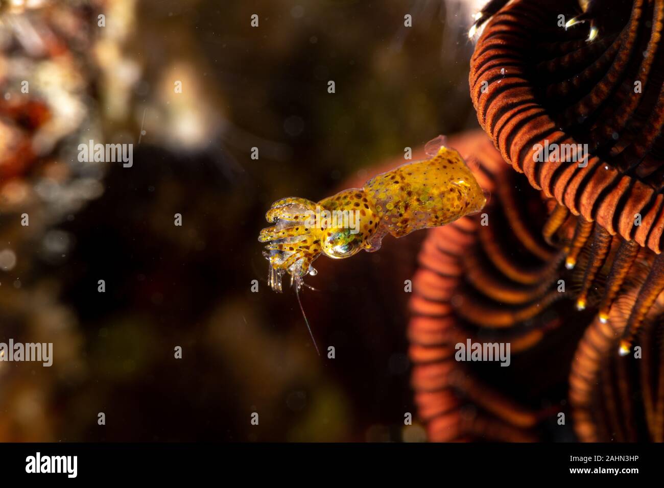 Two tone pygmy squid hi-res stock photography and images - Alamy