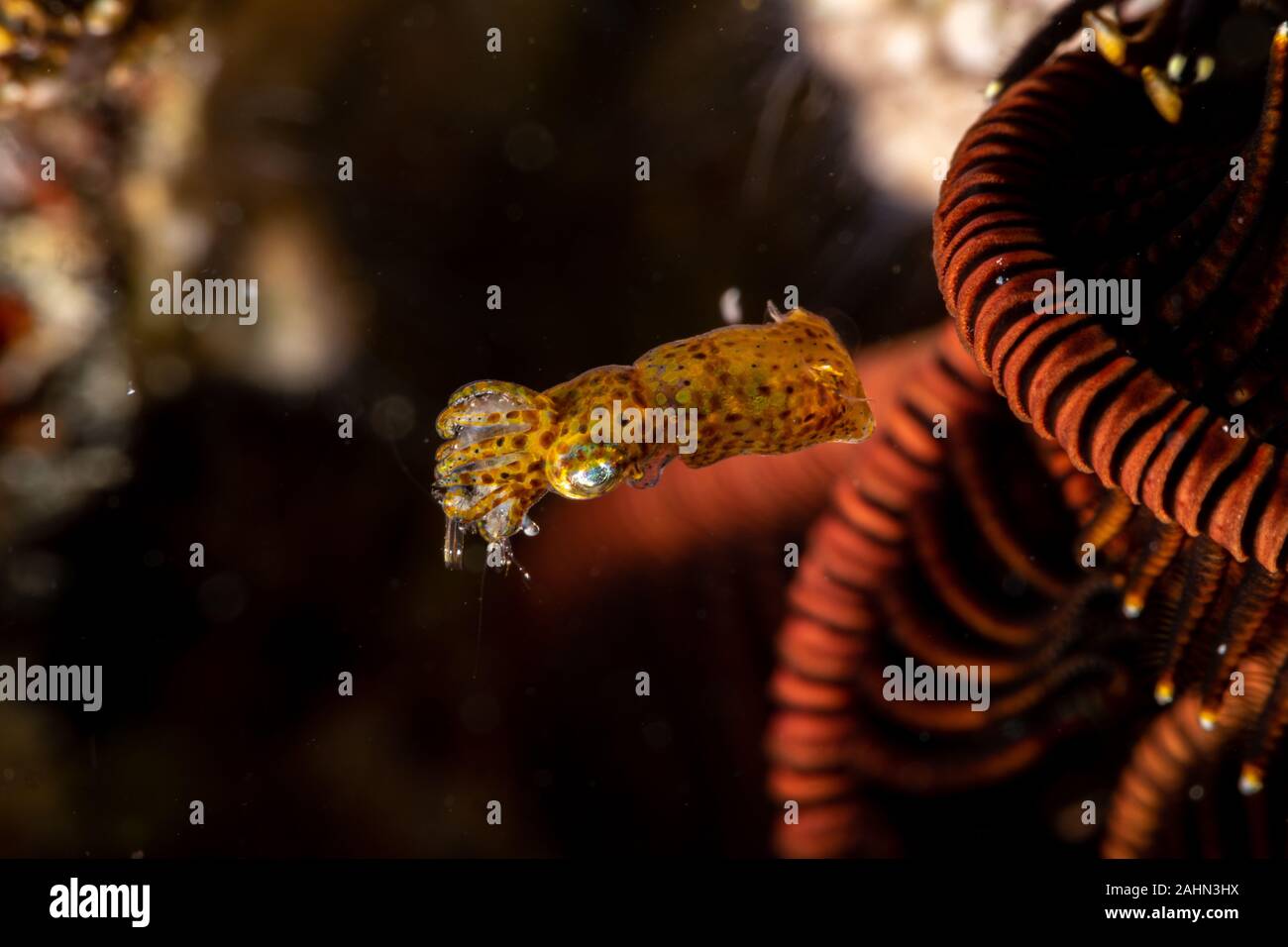 Two tone pygmy squid hi-res stock photography and images - Alamy