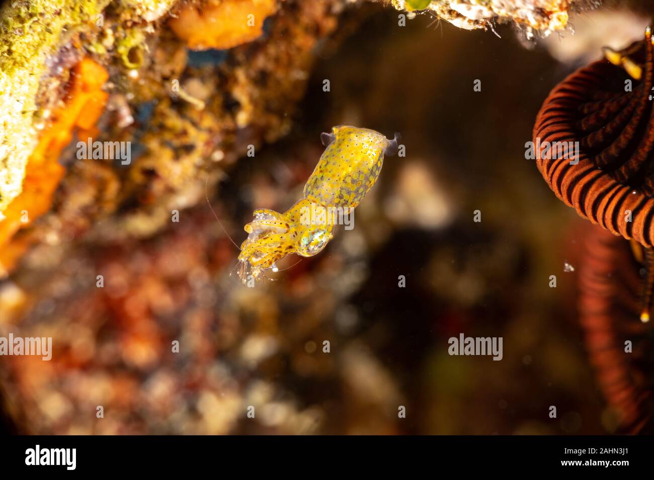 Two tone pygmy squid hi-res stock photography and images - Alamy
