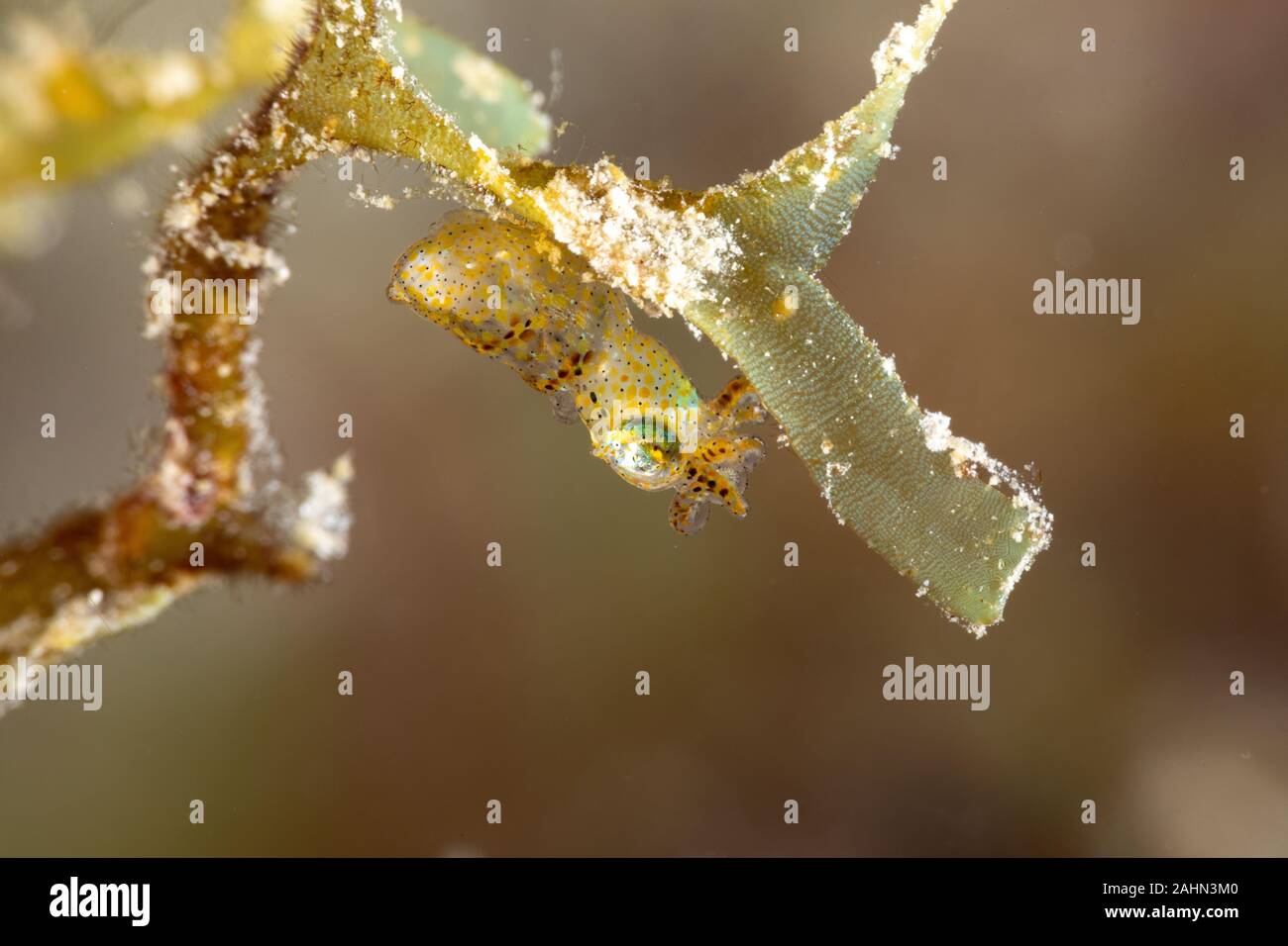 Two tone pygmy squid hi-res stock photography and images - Alamy