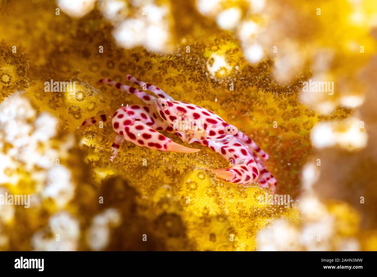 Red spotted Coral Crab, Trapezia rufopunctata, is a species of guard ...