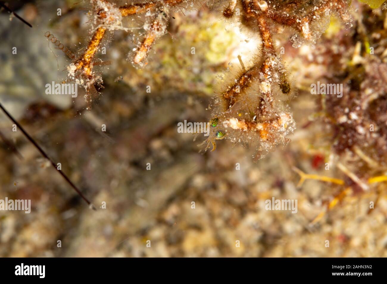 Two tone pygmy squid hi-res stock photography and images - Alamy