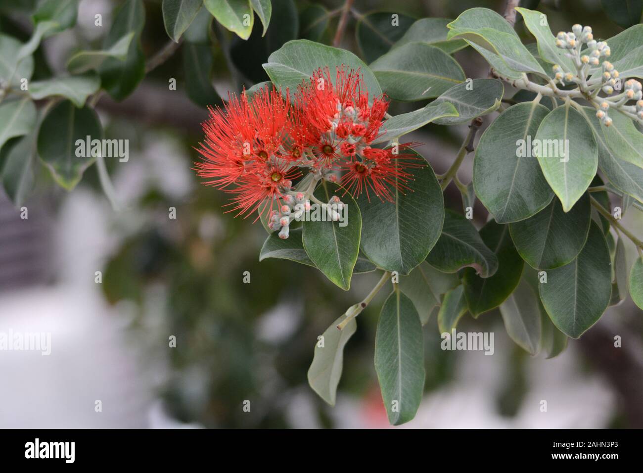 Flora of Madeira, Portugal Stock Photo - Alamy