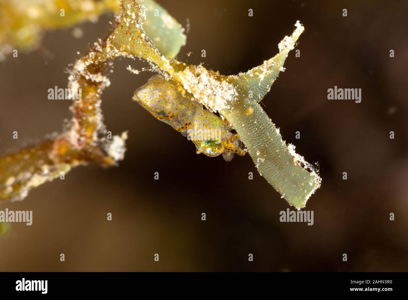 Two tone pygmy squid hi-res stock photography and images - Alamy