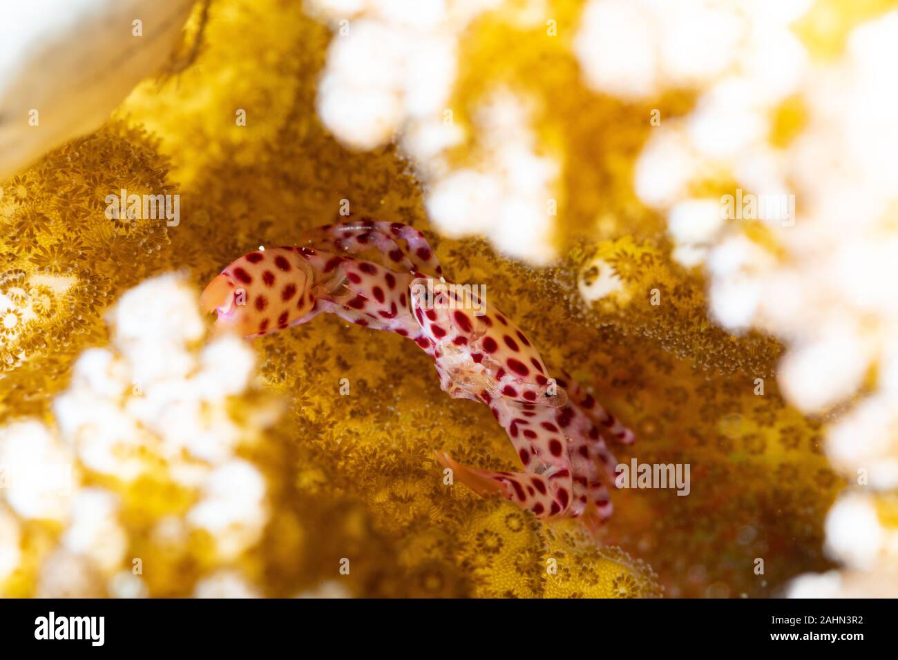 Red spotted Coral Crab, Trapezia rufopunctata, is a species of guard ...