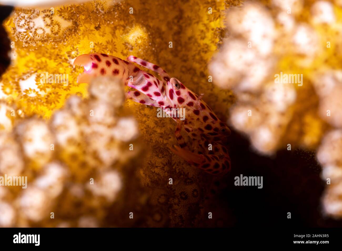 Red spotted Coral Crab, Trapezia rufopunctata, is a species of guard ...