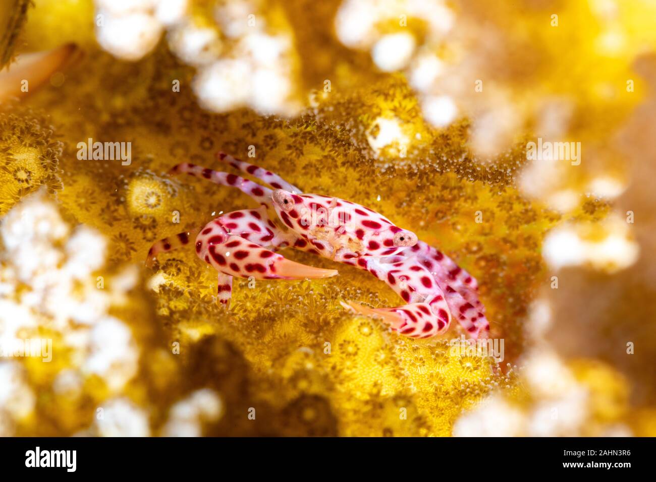 Red spotted Coral Crab, Trapezia rufopunctata, is a species of guard ...