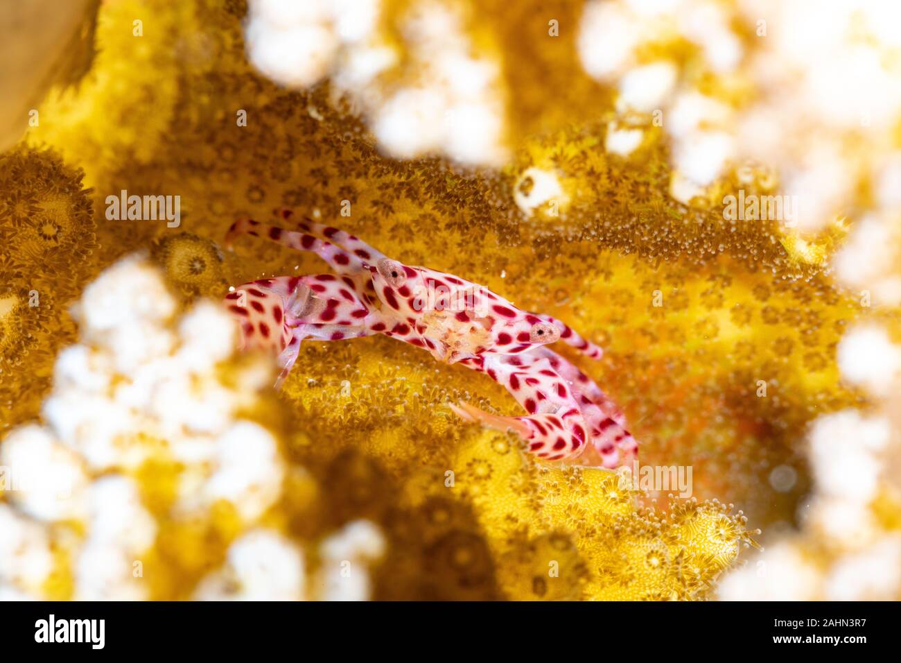 Red spotted Coral Crab, Trapezia rufopunctata, is a species of guard ...