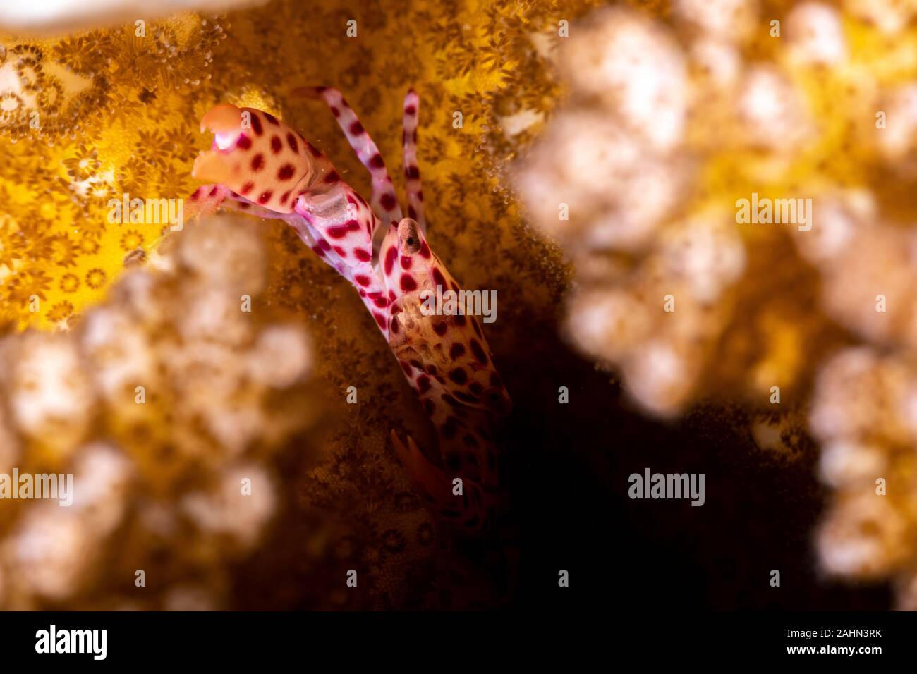 Red spotted Coral Crab, Trapezia rufopunctata, is a species of guard ...