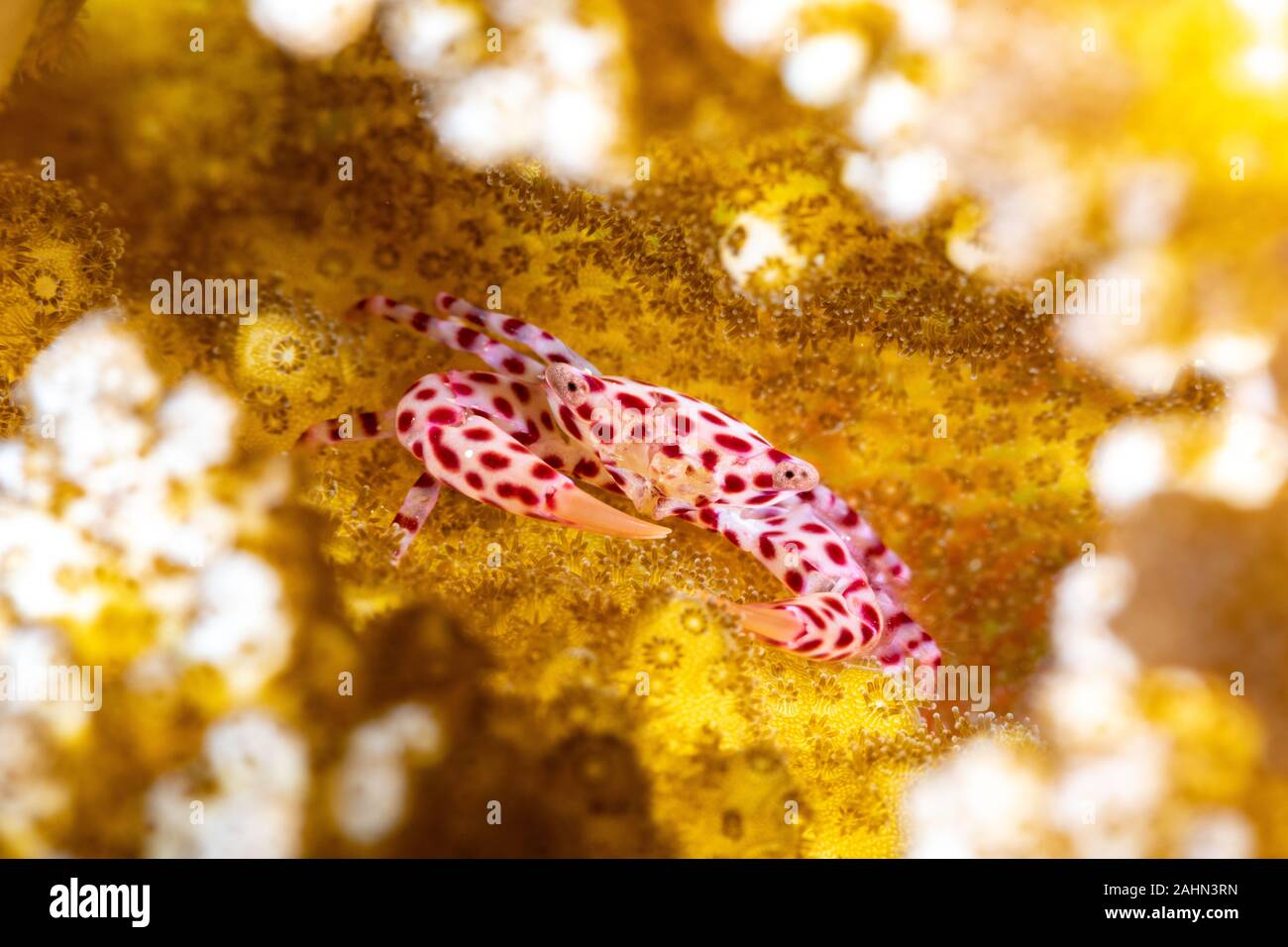 Red spotted Coral Crab, Trapezia rufopunctata, is a species of guard ...