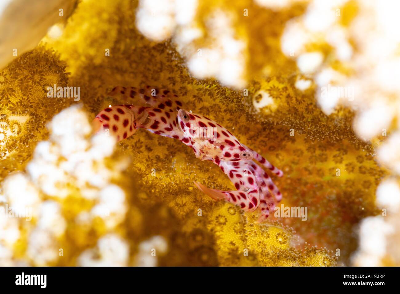 Red spotted Coral Crab, Trapezia rufopunctata, is a species of guard ...