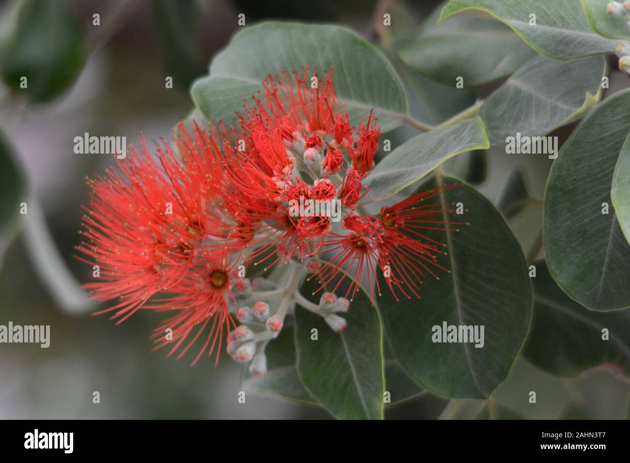 Flora of Madeira, Portugal Stock Photo - Alamy