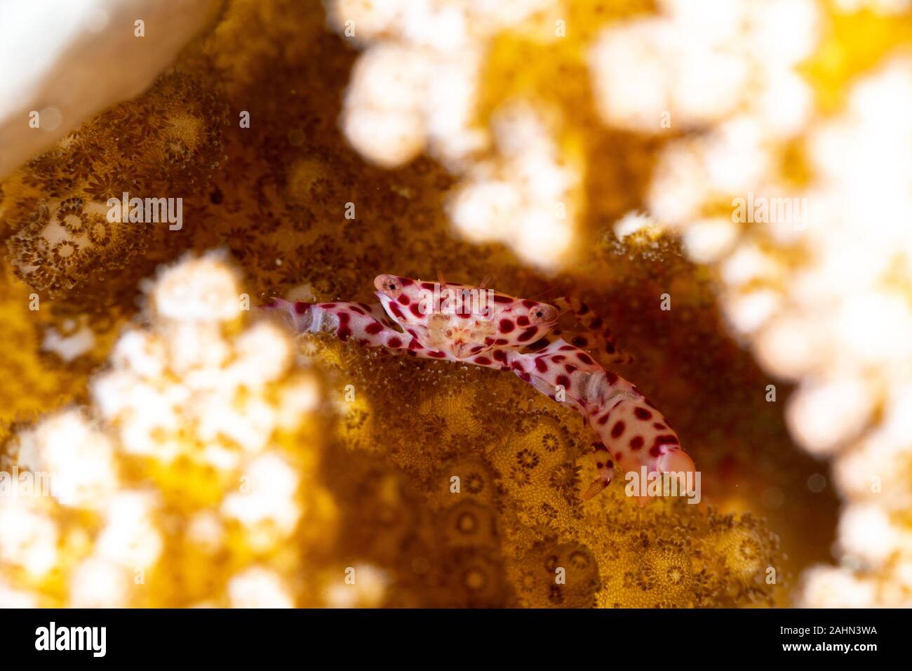 Red spotted Coral Crab, Trapezia rufopunctata, is a species of guard ...