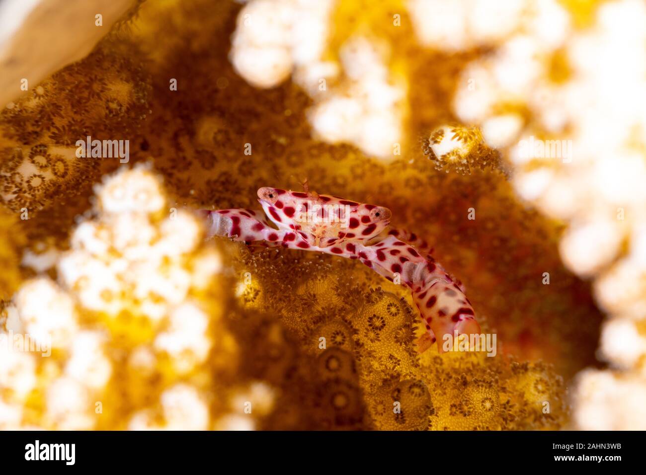 Red spotted Coral Crab, Trapezia rufopunctata, is a species of guard ...