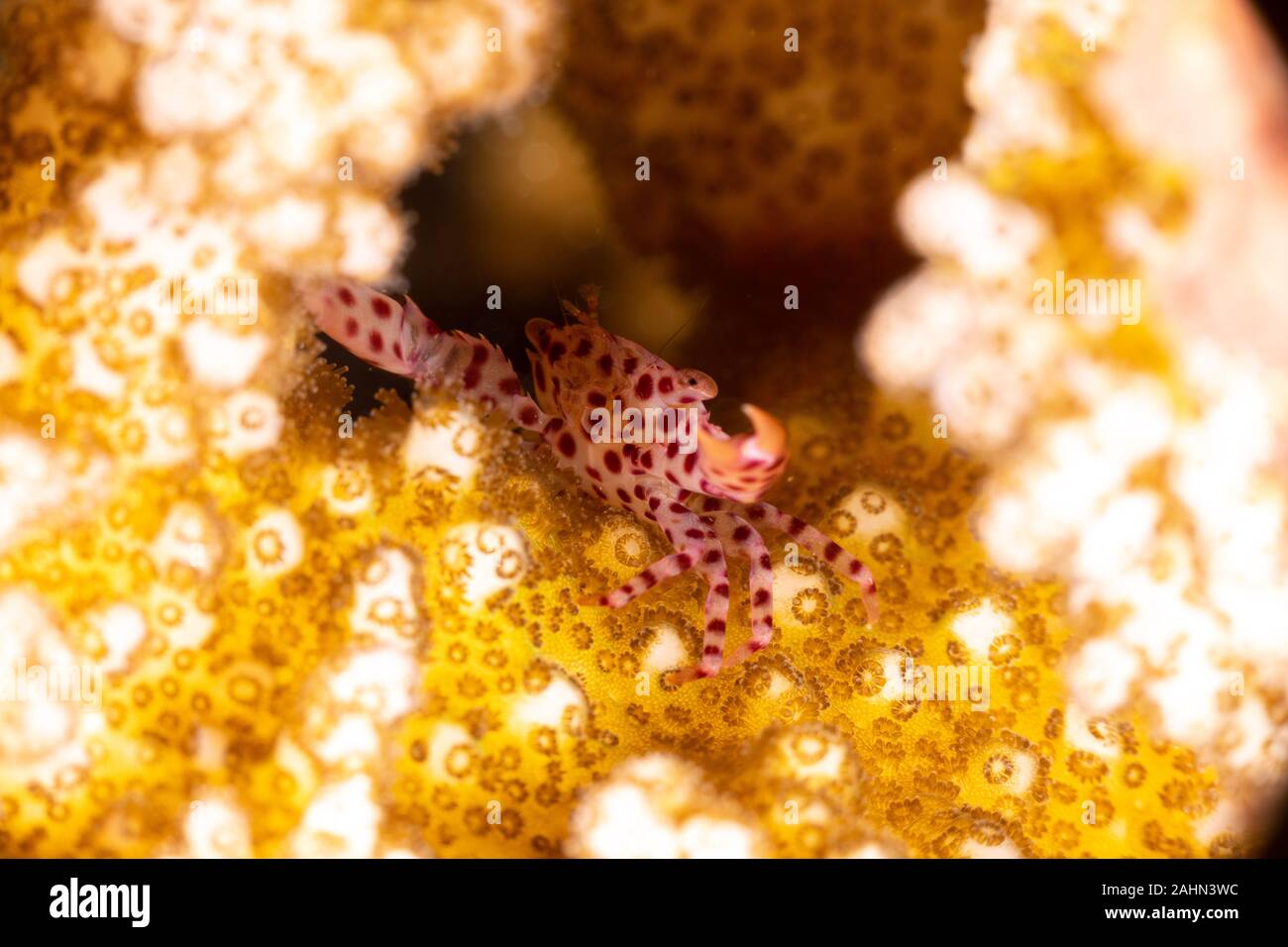 Red spotted Coral Crab, Trapezia rufopunctata, is a species of guard ...