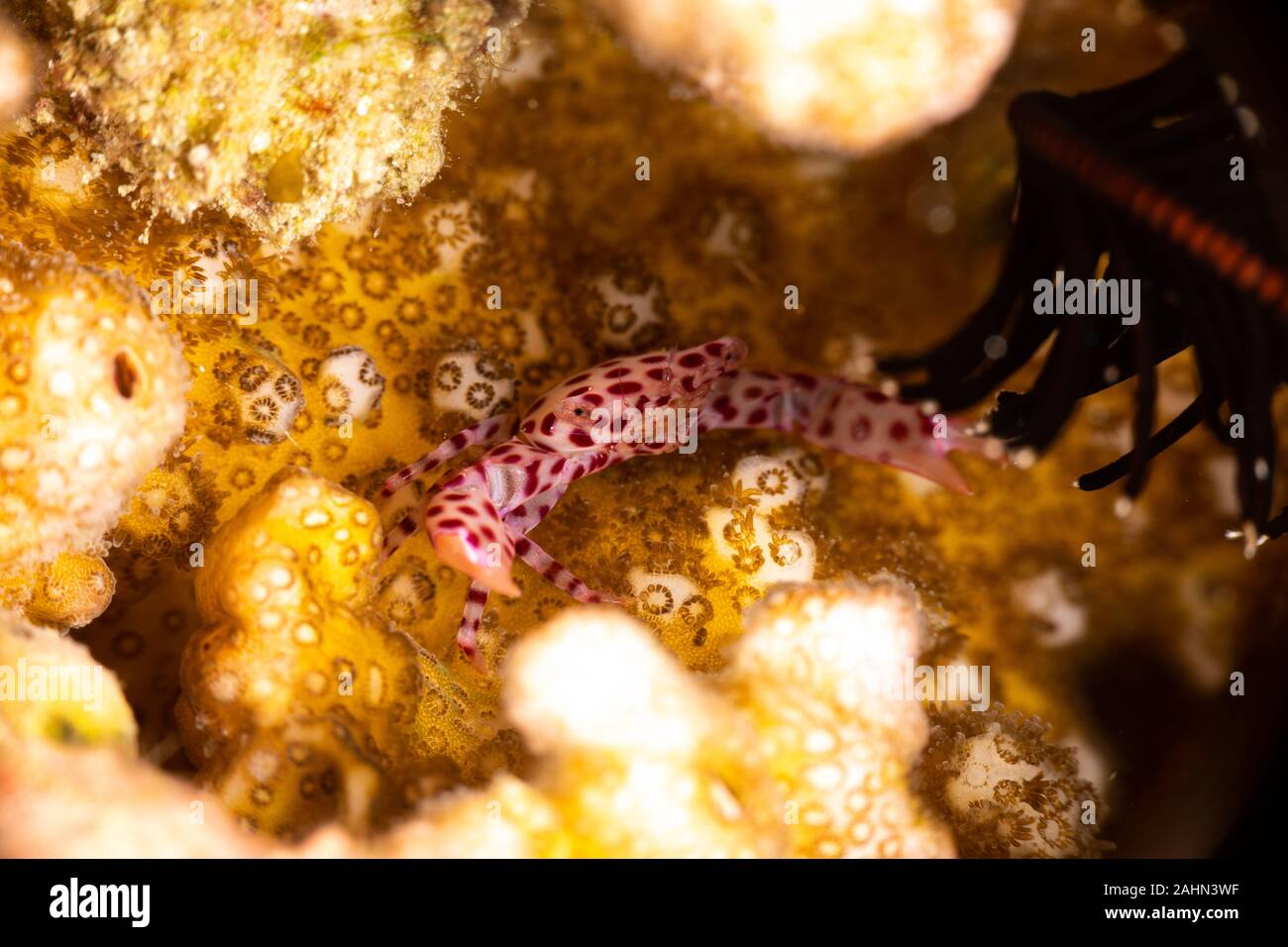 Red spotted Coral Crab, Trapezia rufopunctata, is a species of guard ...