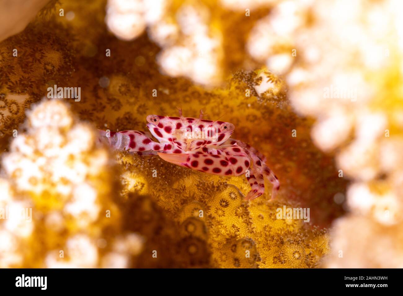 Red spotted Coral Crab, Trapezia rufopunctata, is a species of guard ...