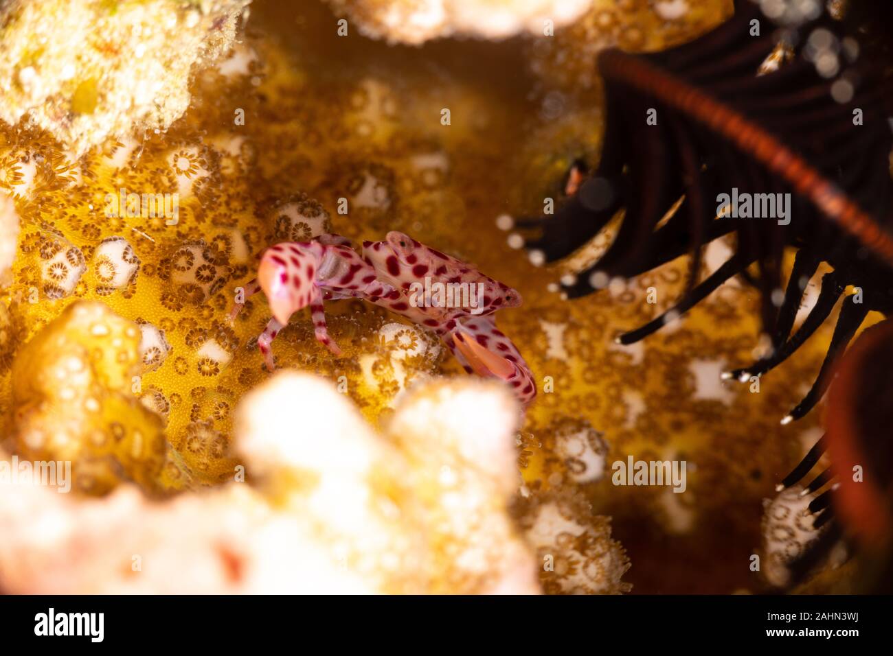 Red spotted Coral Crab, Trapezia rufopunctata, is a species of guard ...