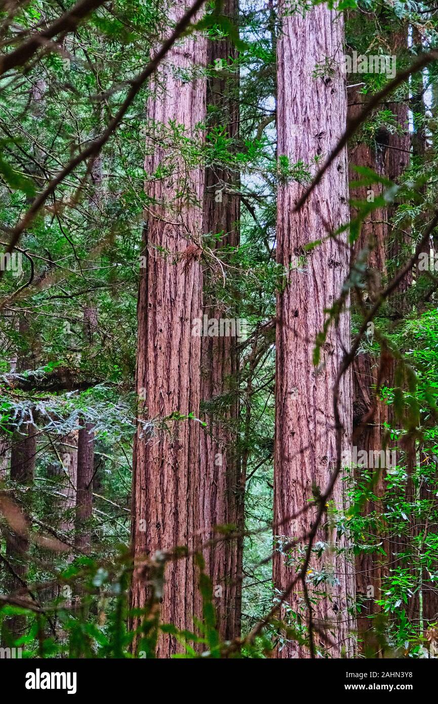 Pair of Redwood Trees Stock Photo - Alamy