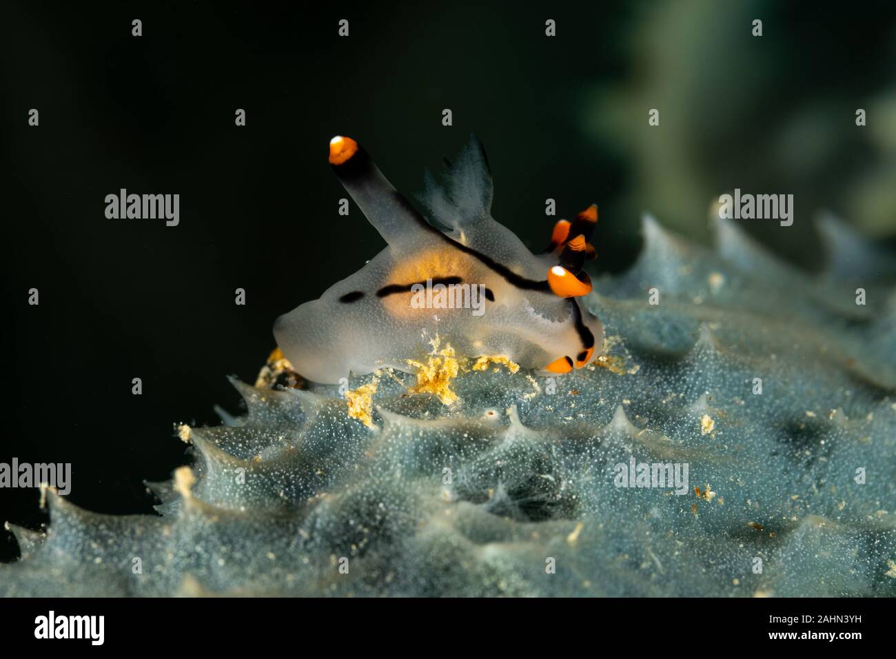 Painted Thecacera, Thecacera picta is a species of sea slug, a ...