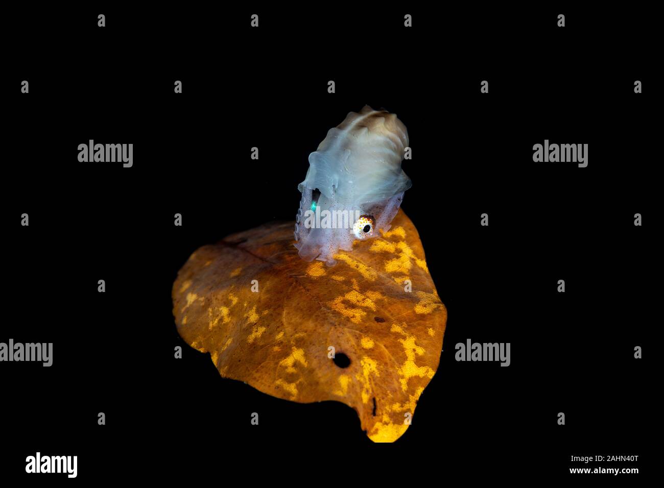 Paper nautilus, sitting on a leaf, Argonauta argo, the argonauts (genus ...