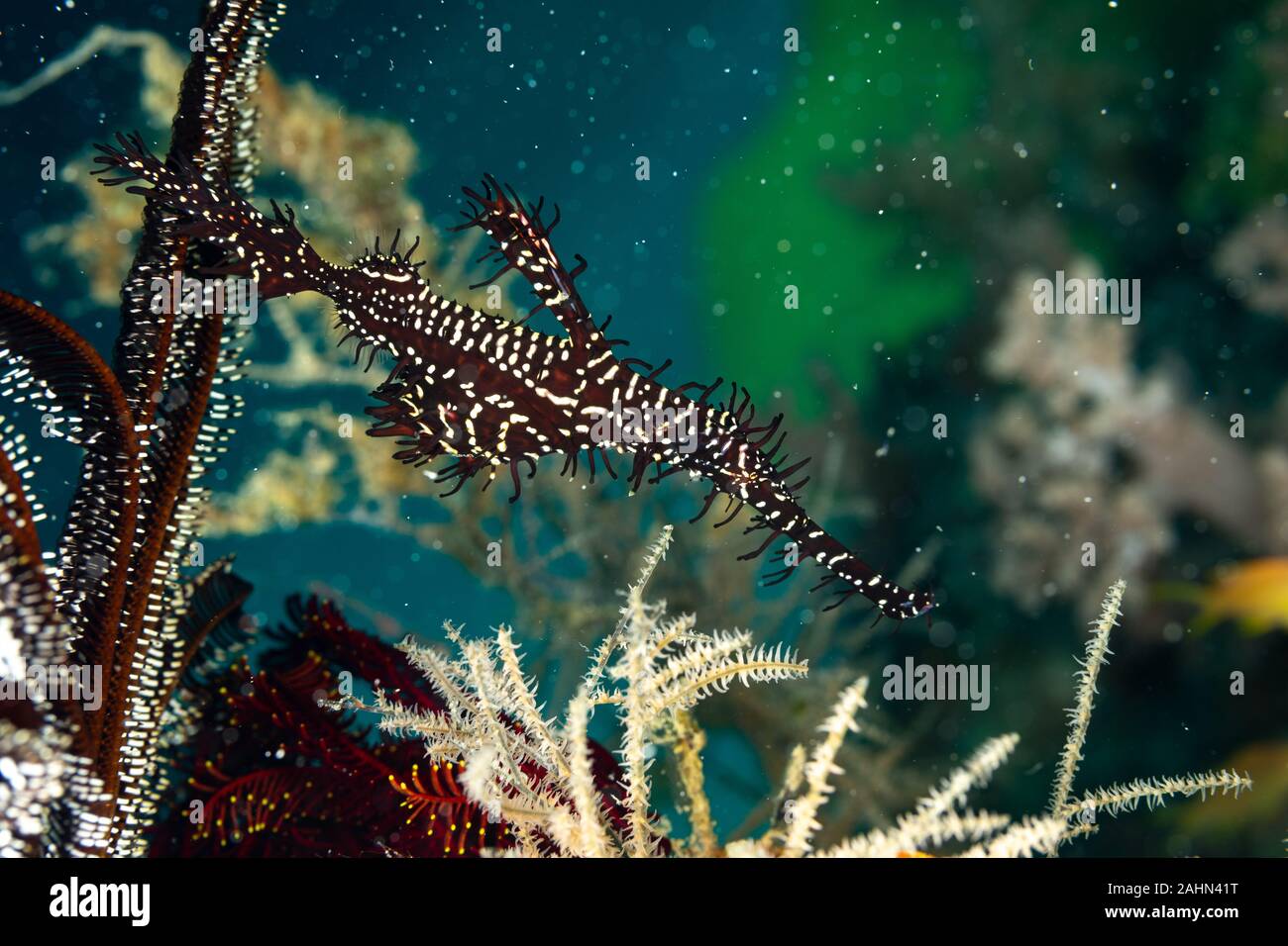 ornate ghost pipefish or harlequin ghost pipefish, Solenostomus ...