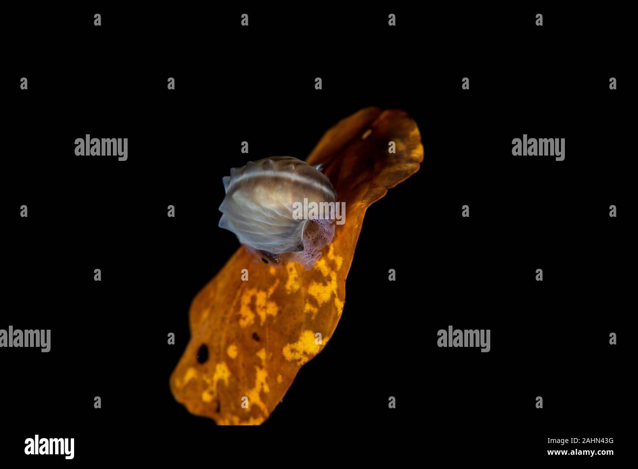 Paper nautilus, sitting on a leaf, Argonauta argo, the argonauts (genus ...