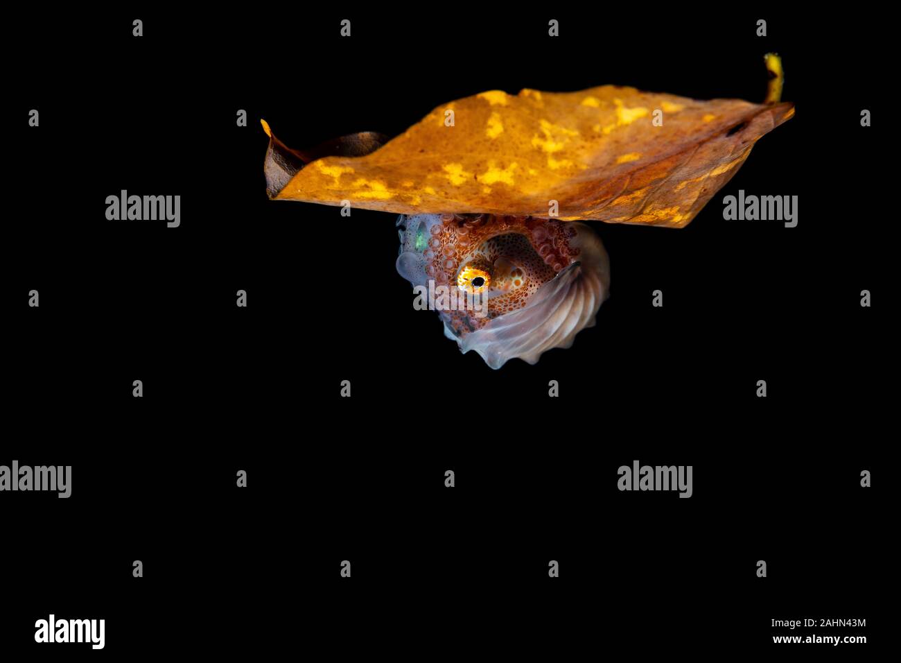 Paper nautilus, sitting on a leaf, Argonauta argo, the argonauts (genus ...