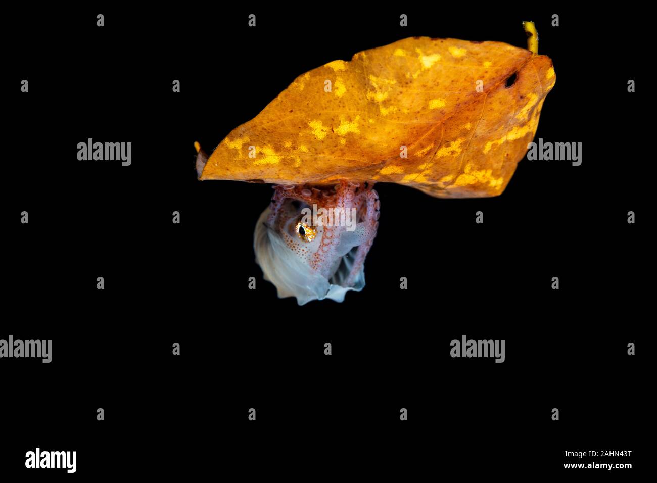 Paper nautilus, sitting on a leaf, Argonauta argo, the argonauts (genus ...