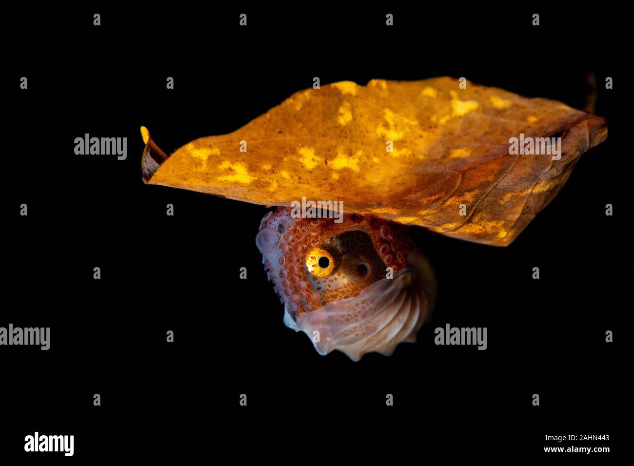 Paper nautilus, sitting on a leaf, Argonauta argo, the argonauts (genus ...