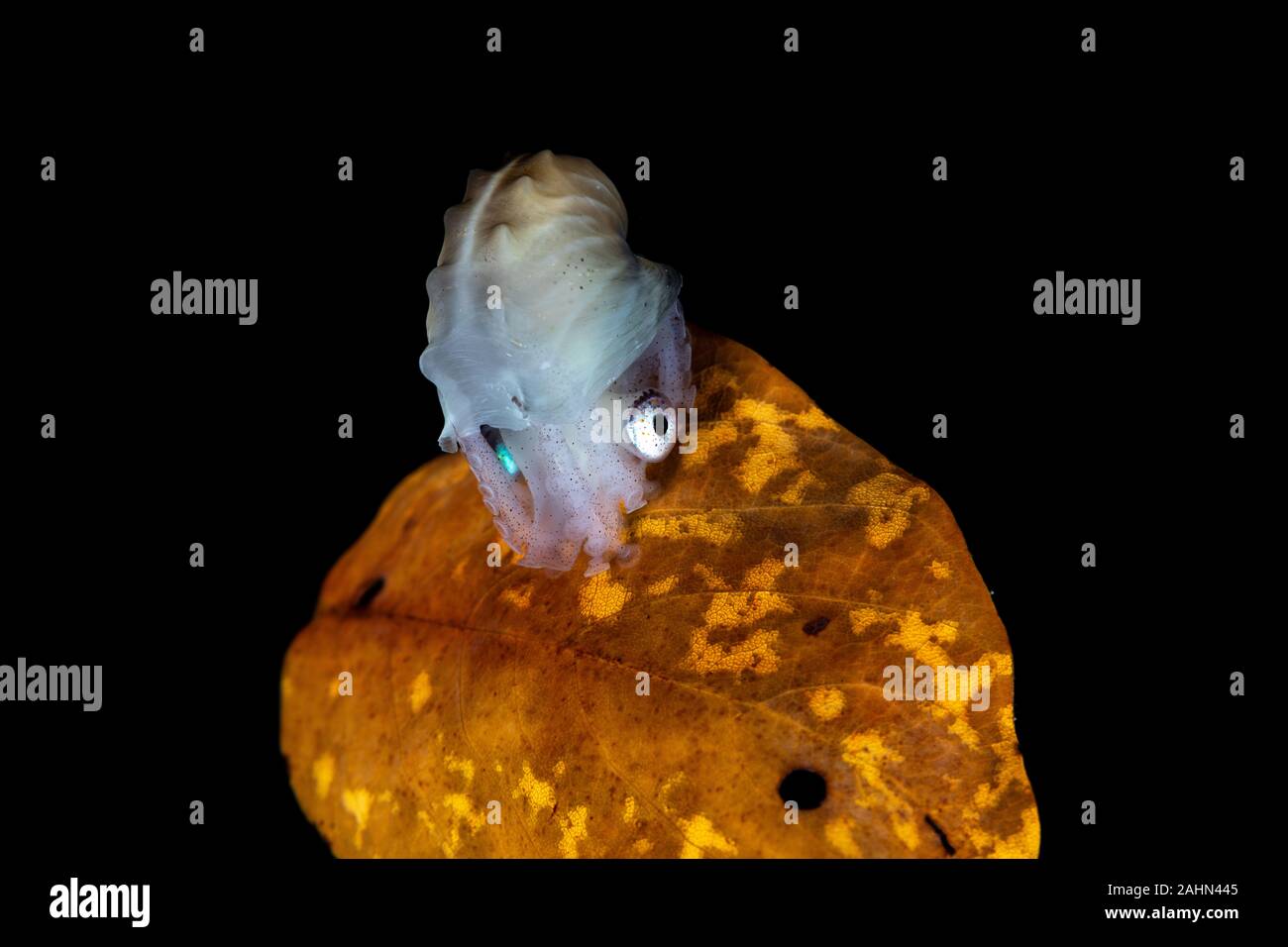 Paper nautilus, sitting on a leaf, Argonauta argo, the argonauts (genus ...