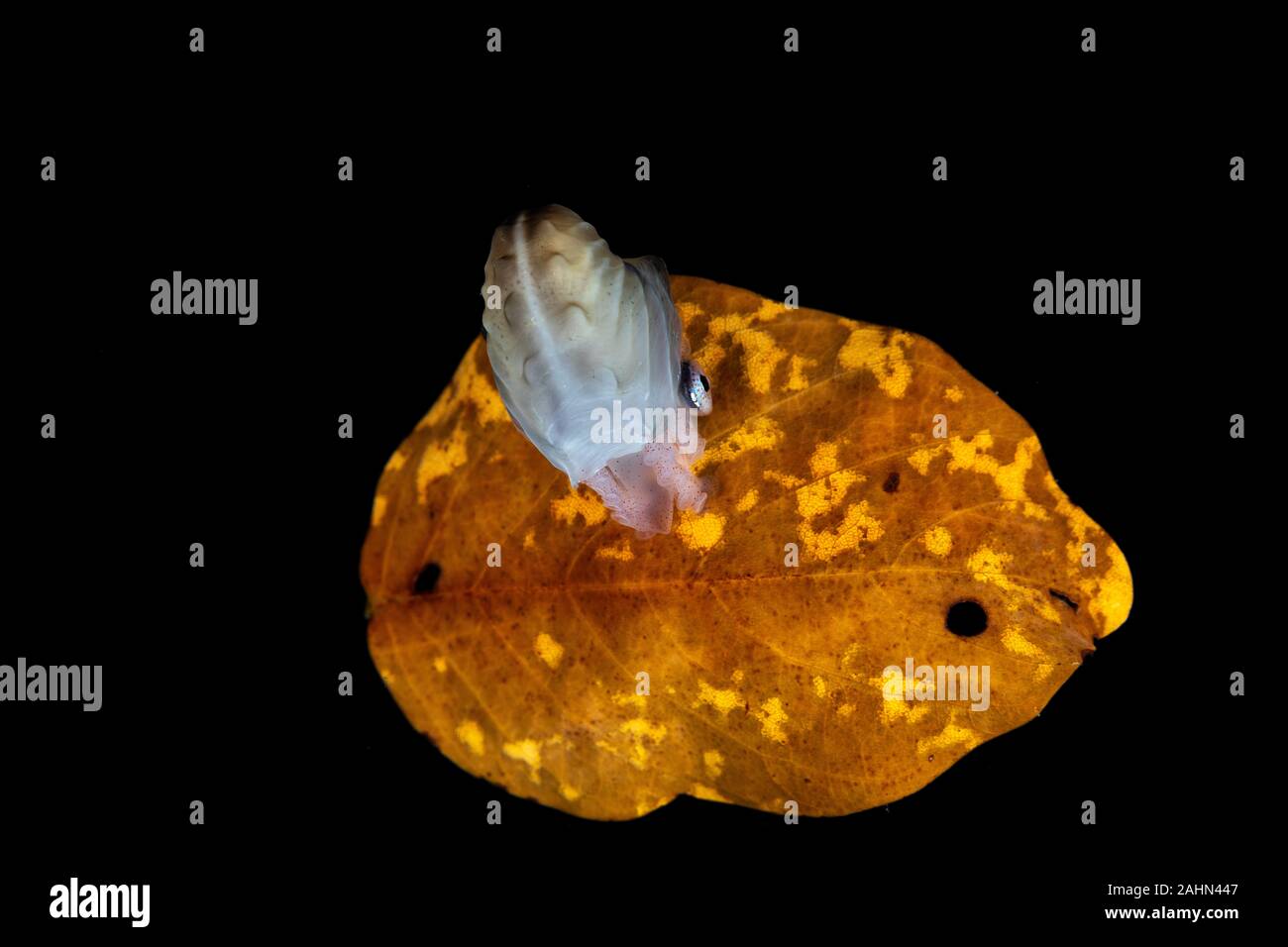 Paper nautilus, sitting on a leaf, Argonauta argo, the argonauts (genus ...