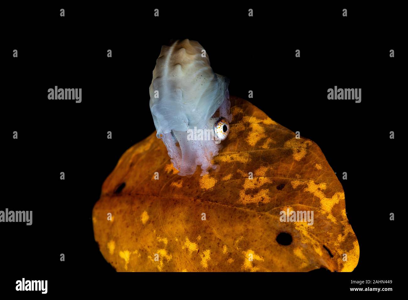 Paper nautilus, sitting on a leaf, Argonauta argo, the argonauts (genus ...