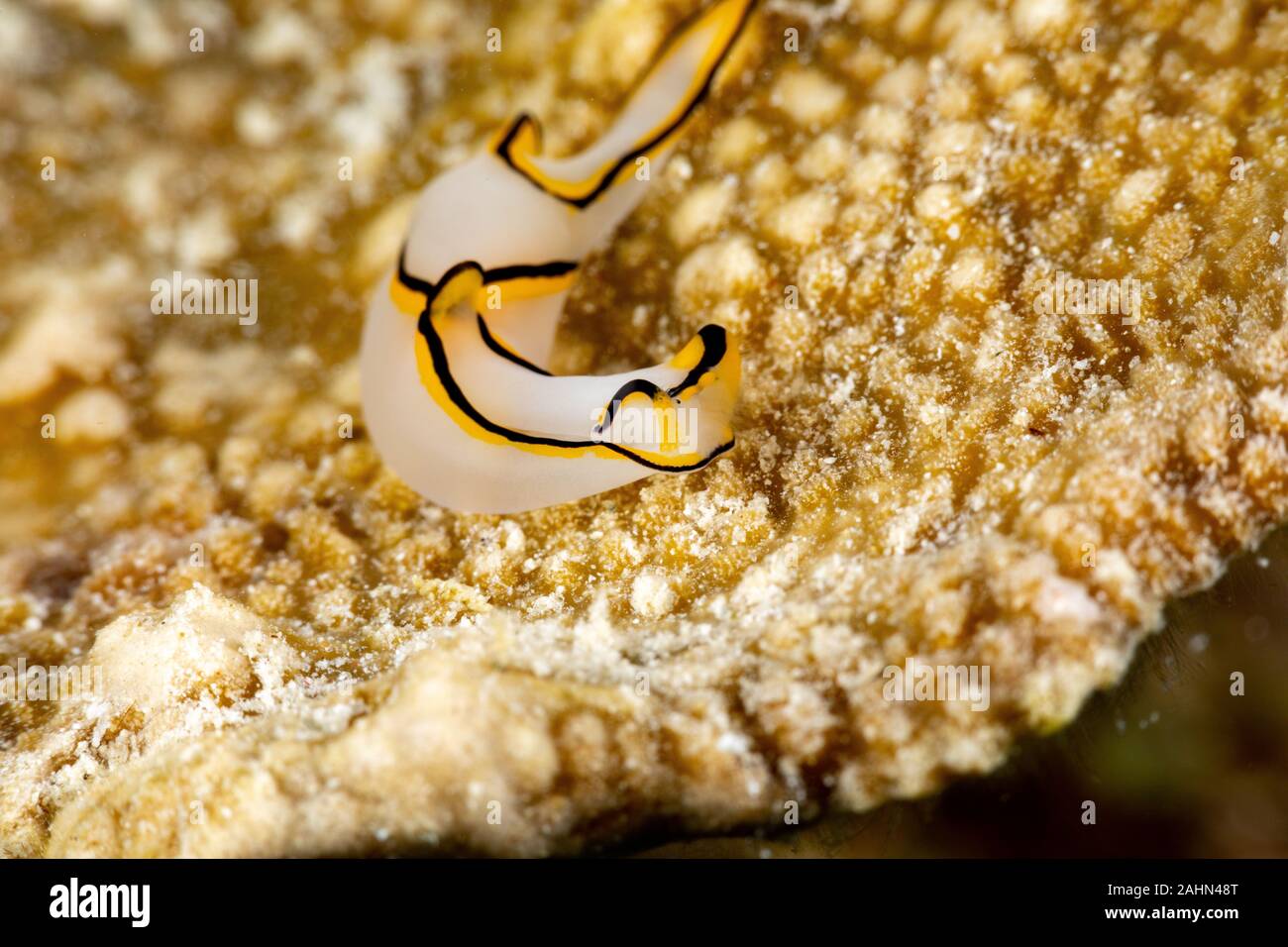 Pale Headshield Slug, Chelidonura pallida is a species of sea slug, or ...