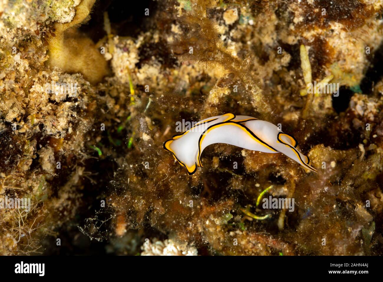 Pale Headshield Slug, Chelidonura pallida is a species of sea slug, or ...