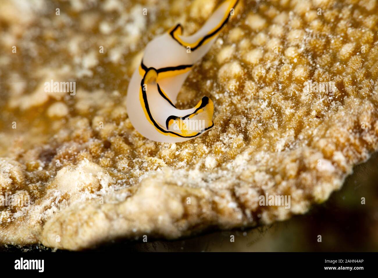 Pale Headshield Slug, Chelidonura pallida is a species of sea slug, or ...