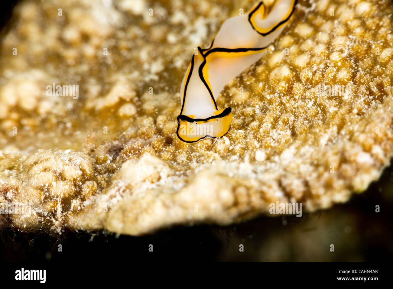 Pale Headshield Slug, Chelidonura pallida is a species of sea slug, or ...